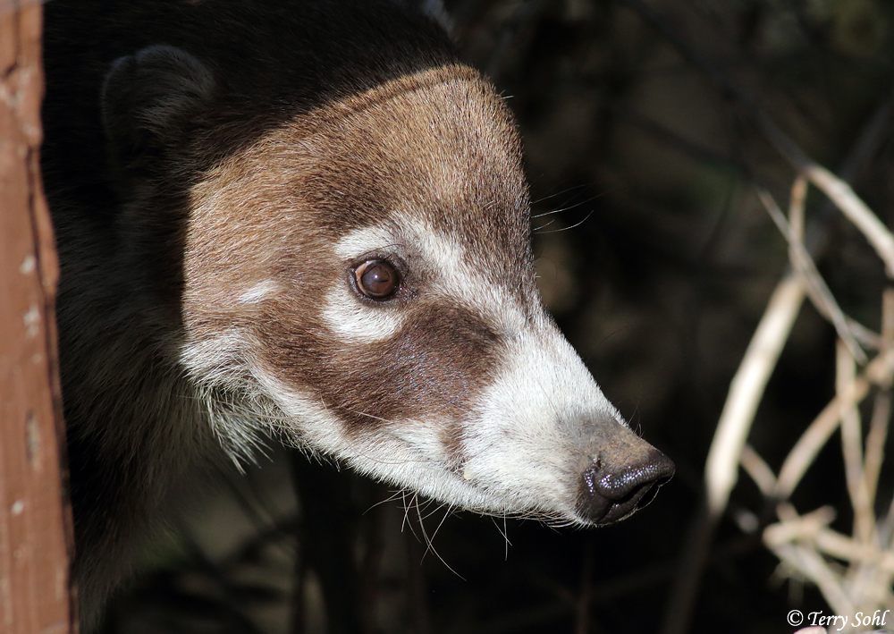 Coatimundi Teeth