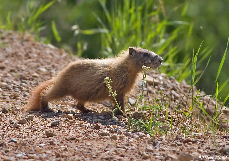 Yellow-bellied Marmot Photo - Photograph - Picture