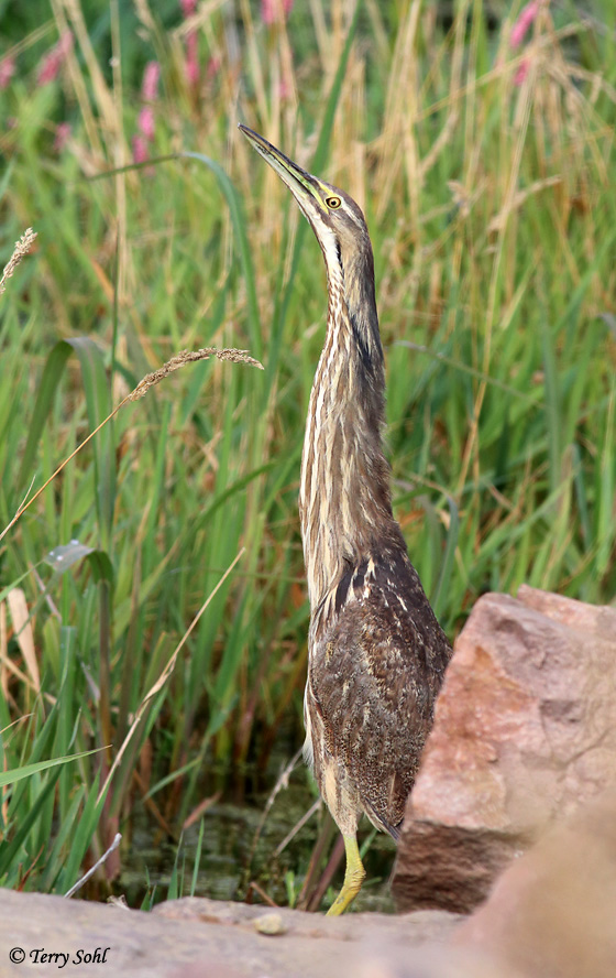 American Bittern - Botaurus lentiginosus - Photograph - Picture