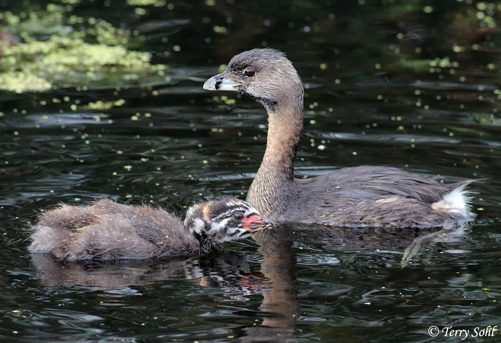 Pied-billed Grebe - Podilymbus podiceps - Photograph - Picture