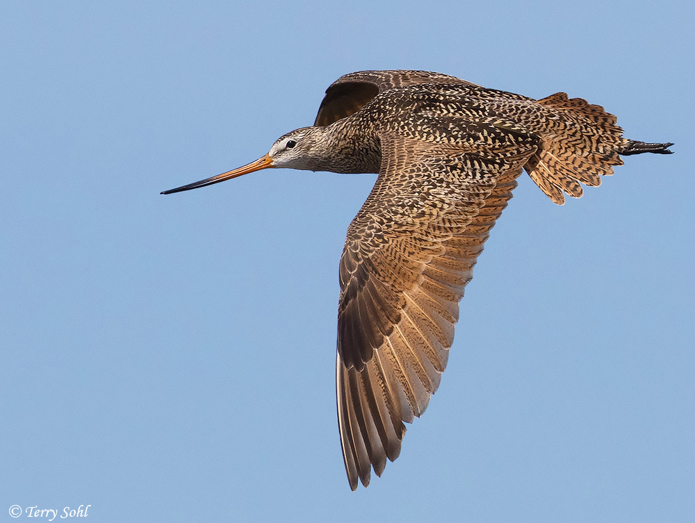 Marbled Godwit - Photograph - Picture