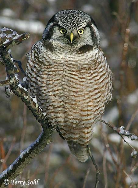 Northern Hawk Owl
