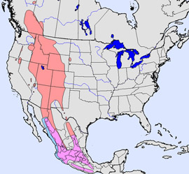 Bird Range Map Quiz #4 - Flycatchers
