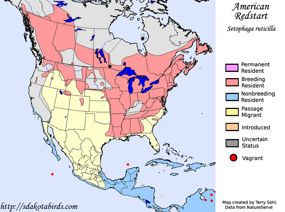 American Redstart - Species Range Map