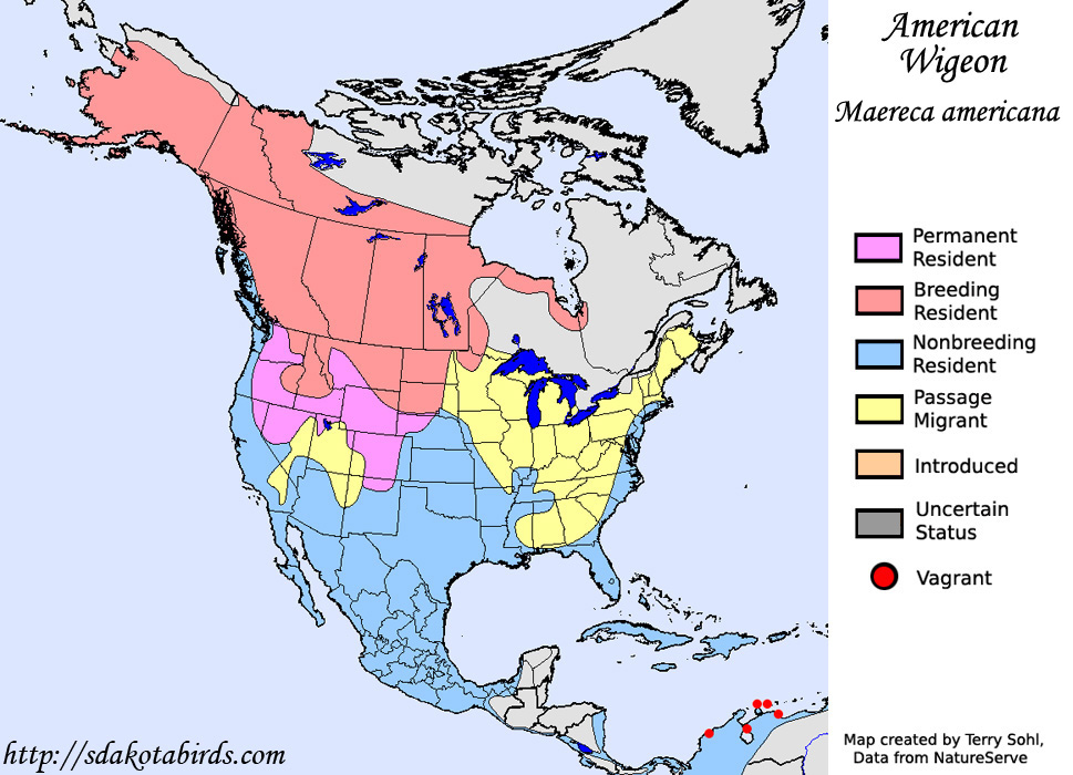 American Wigeon - Species Range Map