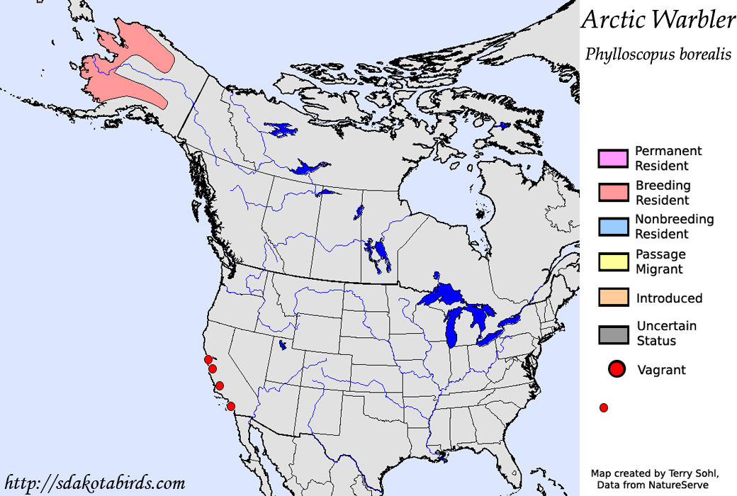 Arctic Warbler - Species Range Map