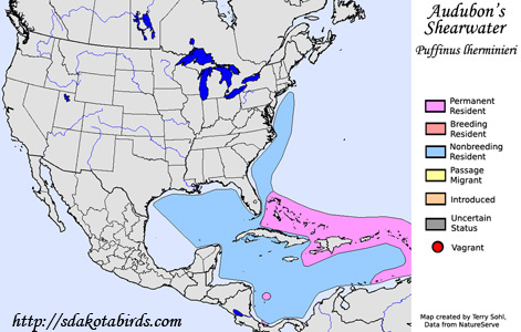 Audubon's Shearwater - Species Information and Photos