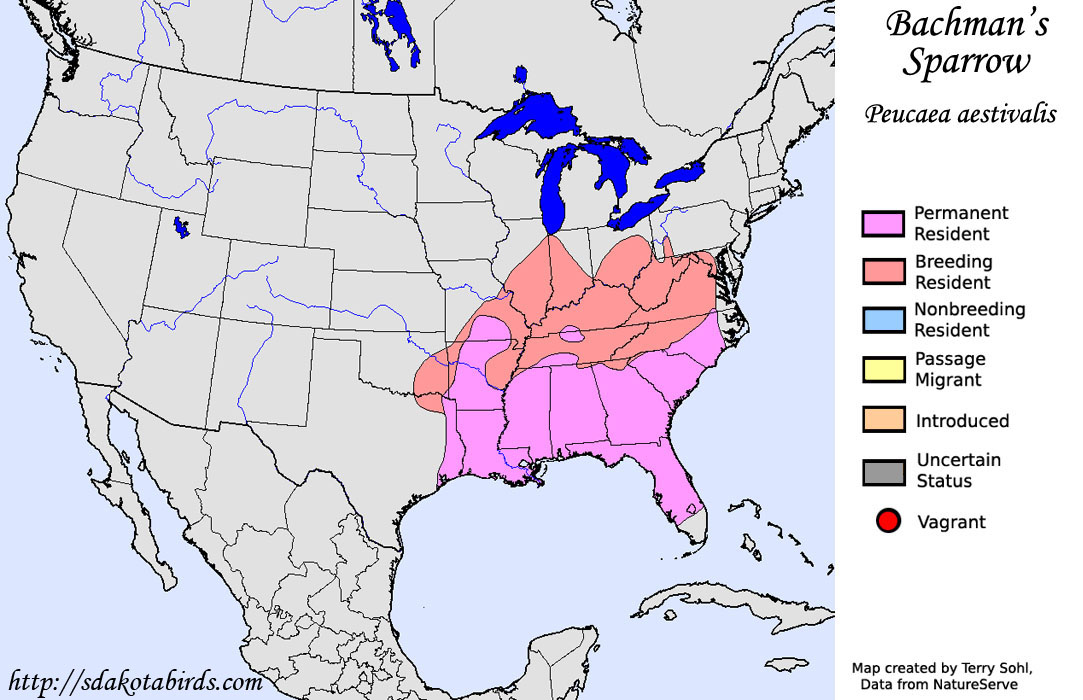 Bachman's Sparrow - Species Range Map