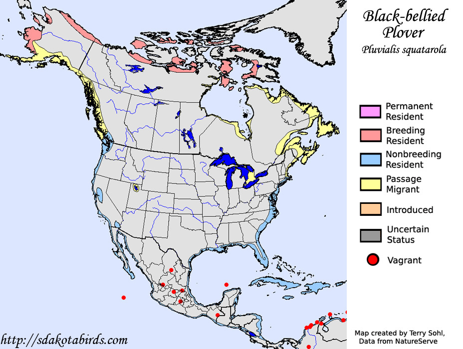 Black-bellied Plover - Species Range Map