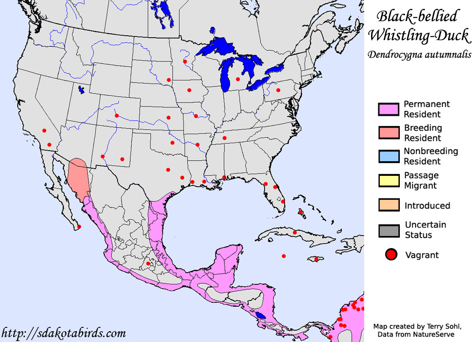 Black bellied Whistling Duck Species Range Map Black bellied Whistling Duck Species Range Map