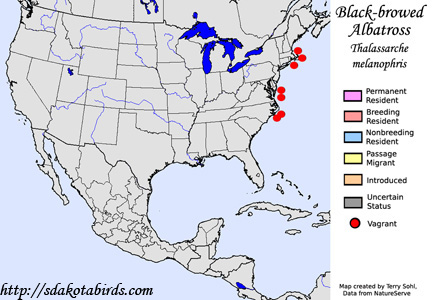 Black-browed Albatross - Species Information and Photos