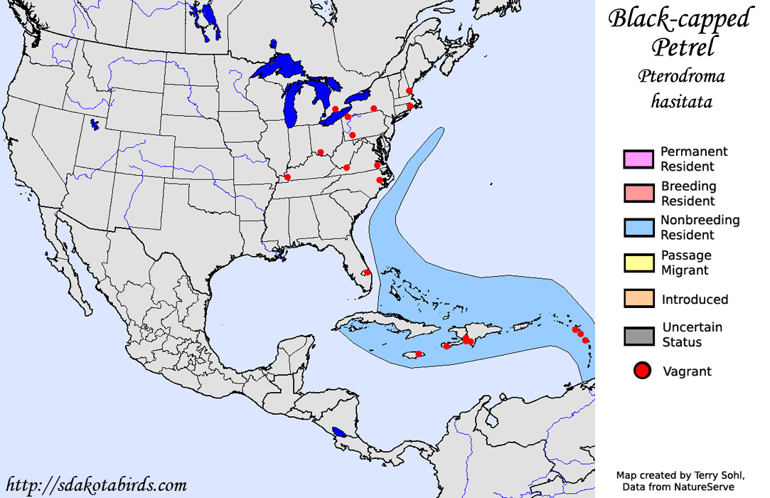 Black-capped Petrel - Species Range Map