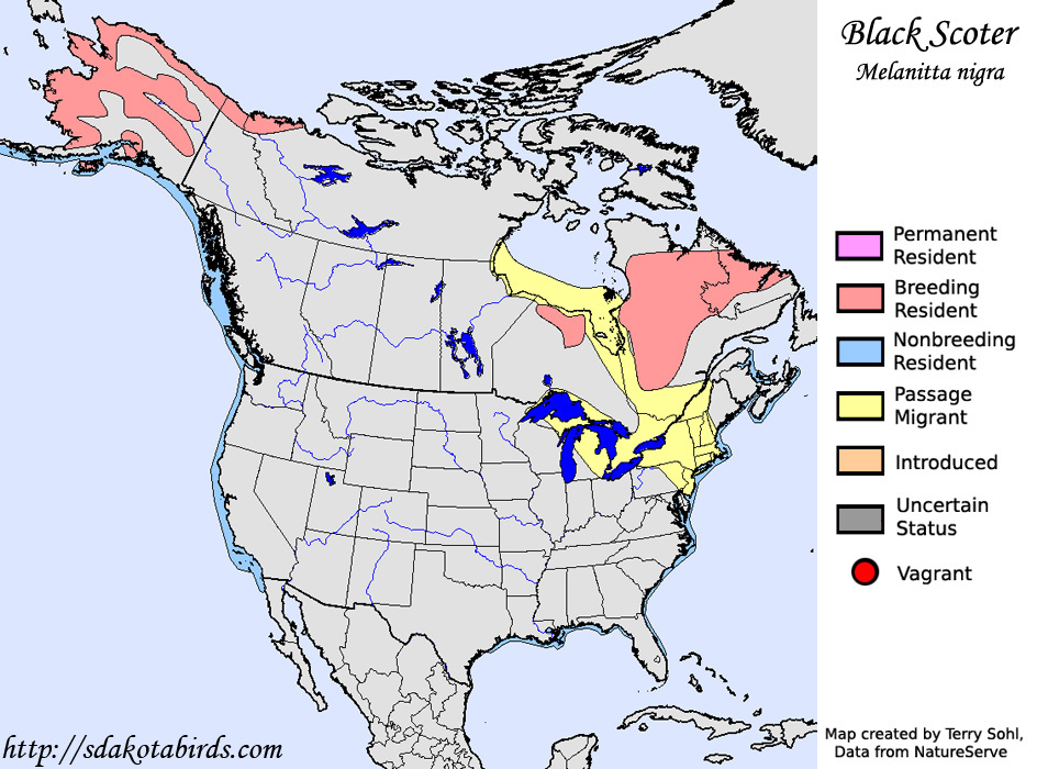 Black Scoter - Species Range Map
