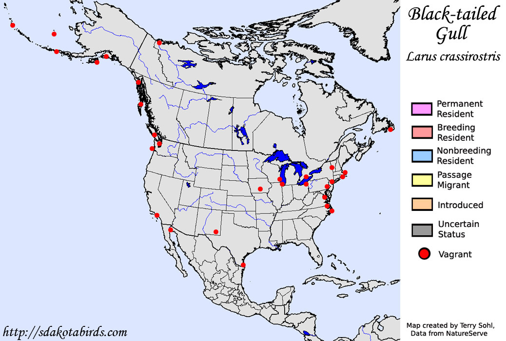 Black-tailed Gull - Species Range Map
