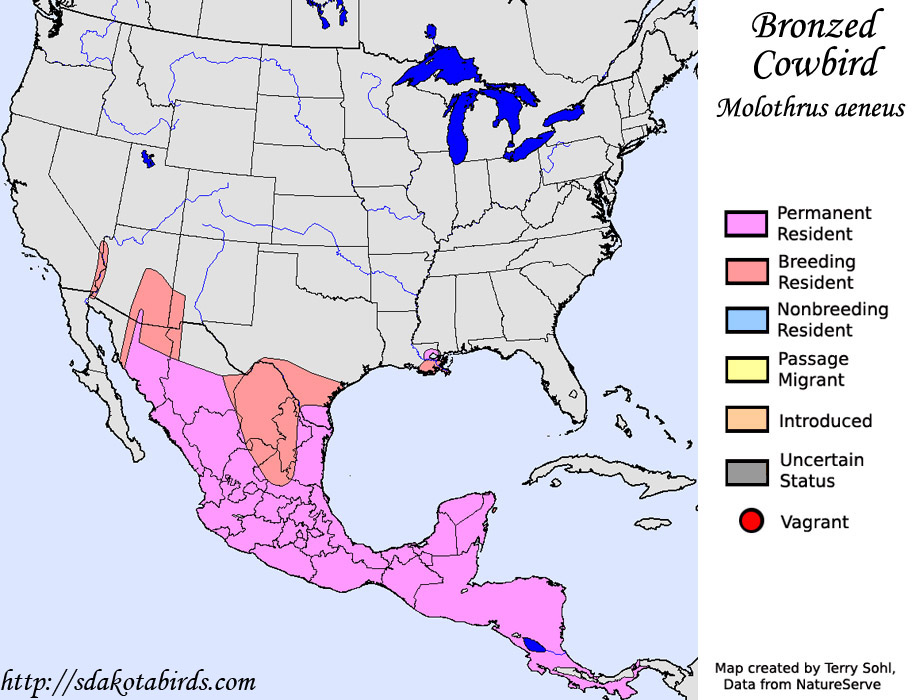 Bronzed Cowbird - Species Range Map
