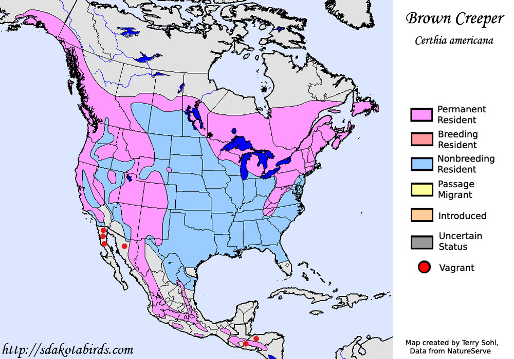 Brown Creeper - Species Range Map