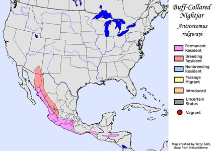 Buff-collared Nightjar - Antrostomus ridgwayi - Species Information and ...