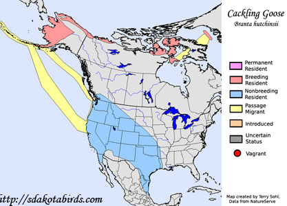 Cackling Goose - South Dakota Birds and Birding