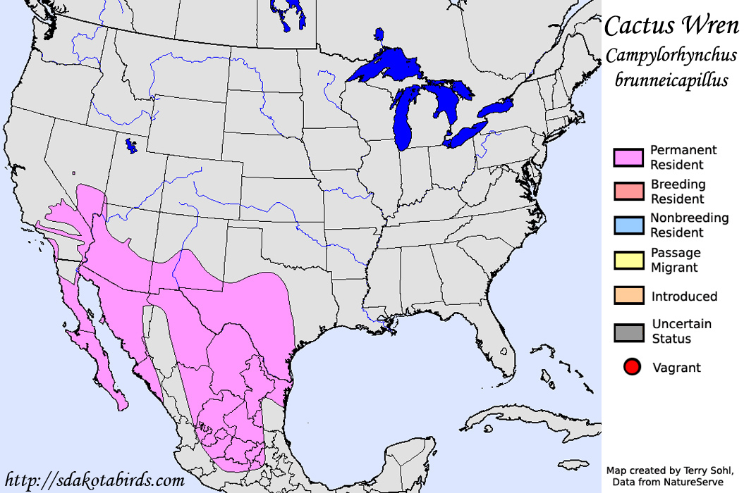 Cactus Wren - Species Range Map