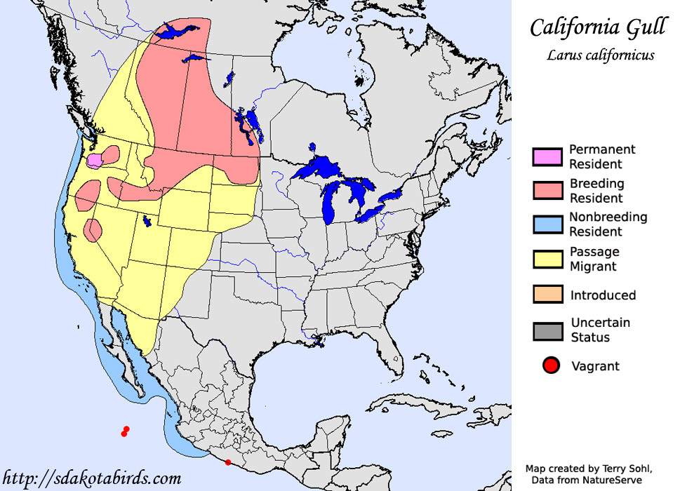 California Gull - Species Range Map