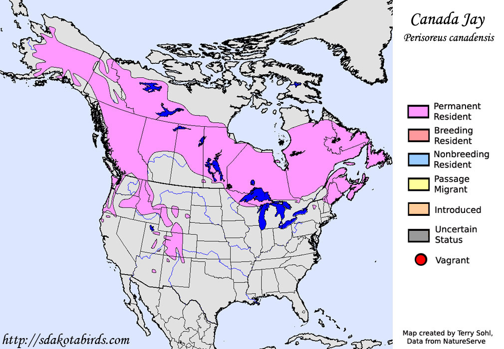 Canada Jay - Species Range Map