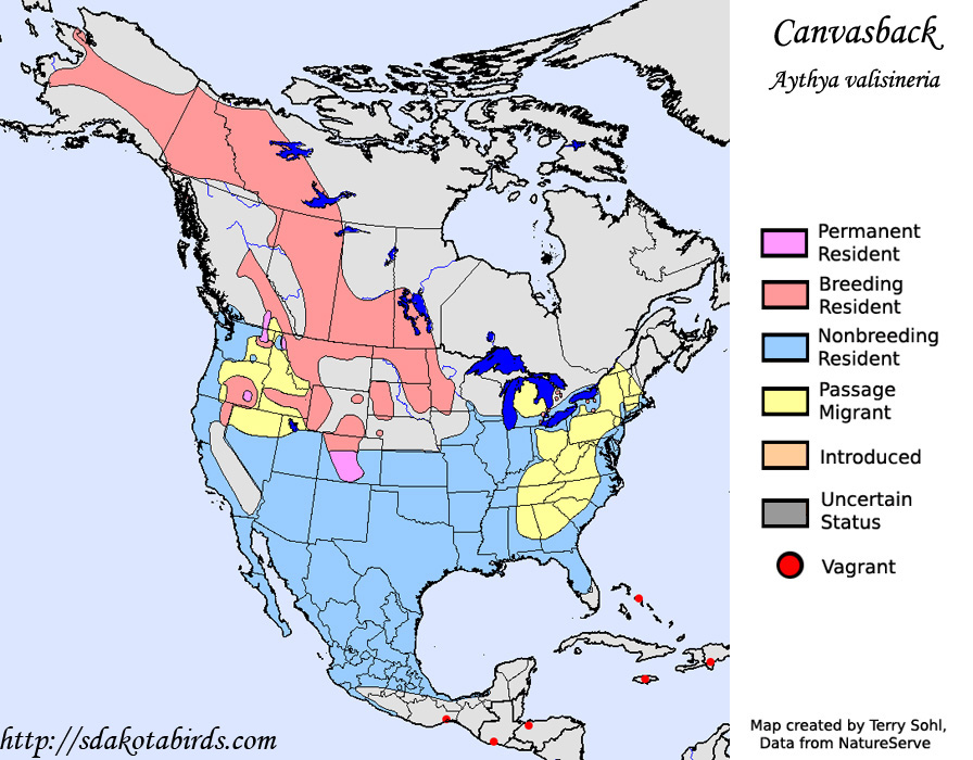 Canvasback - Species Range Map