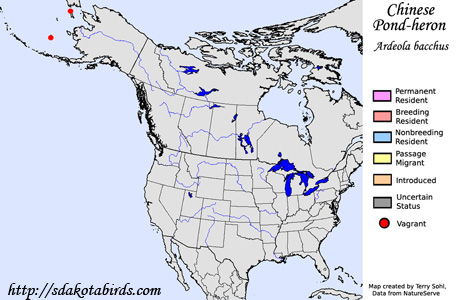 Chinese Pond-Heron - Species Information and Photos