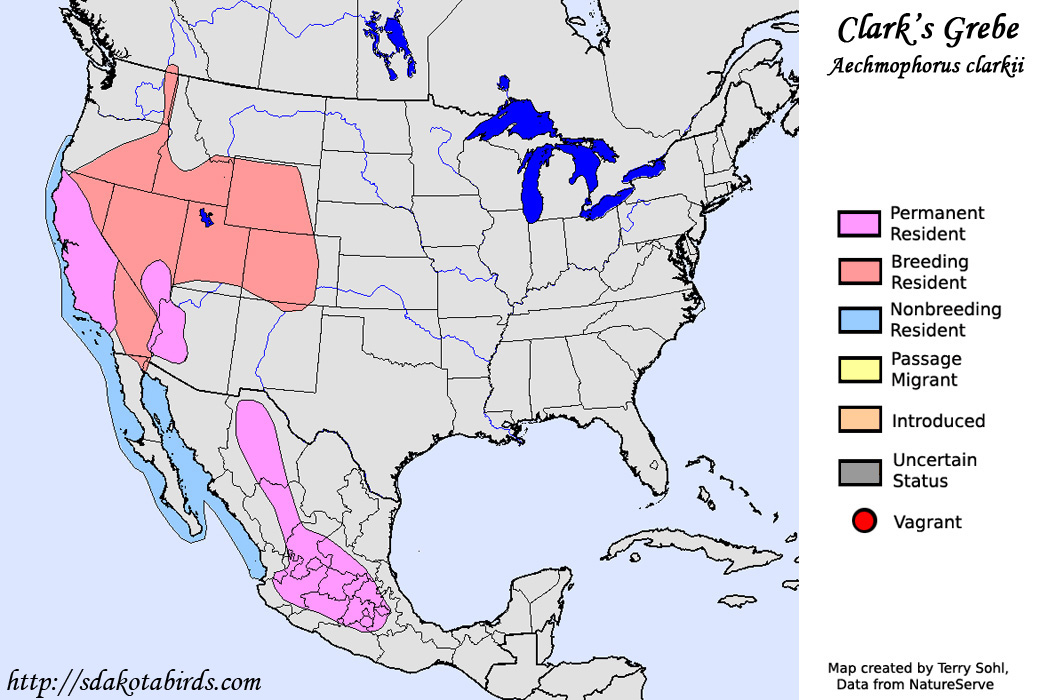 Clark's Grebe - Species Range Map