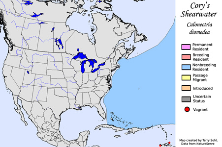 Cory's Shearwater - Species Information and Photos