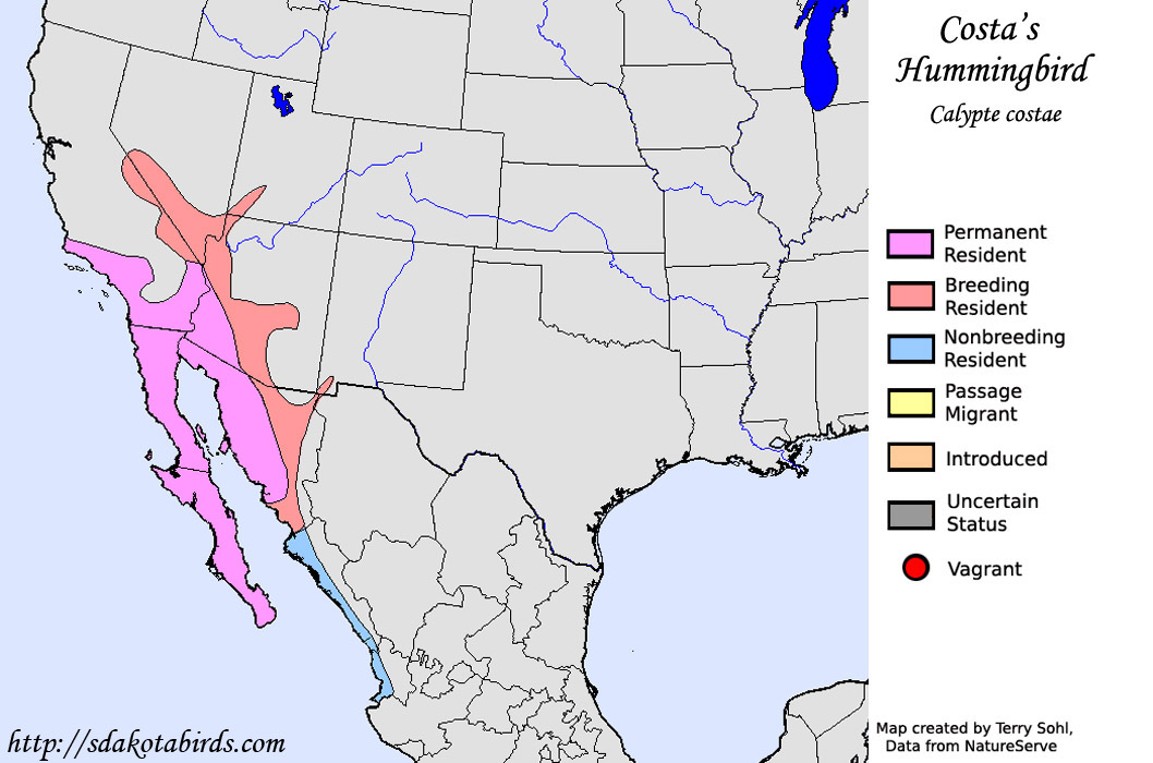 Costa's Hummingbird - Species Range Map