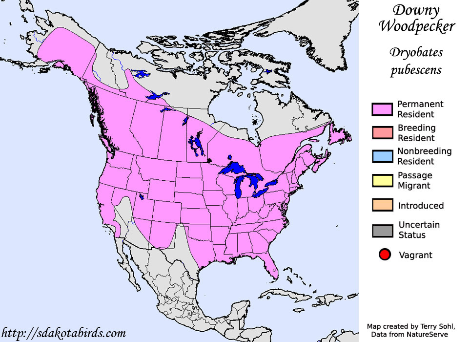 Downy Woodpecker - Species Range Map