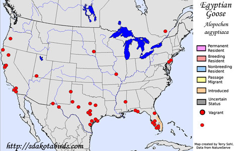 Egyptian Goose - Alopochen aegyptiaca - Species Information and Photos