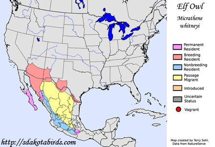 Elf Owl - Micrathene whitneyi - Information and Photos