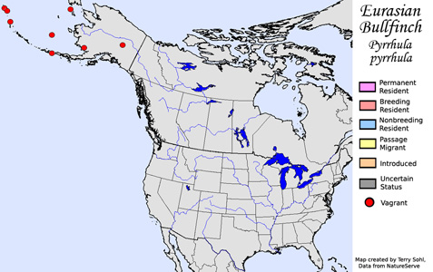 Eurasian Bullfinch - Pyrrhula pyrrhula - Species Information and Photos