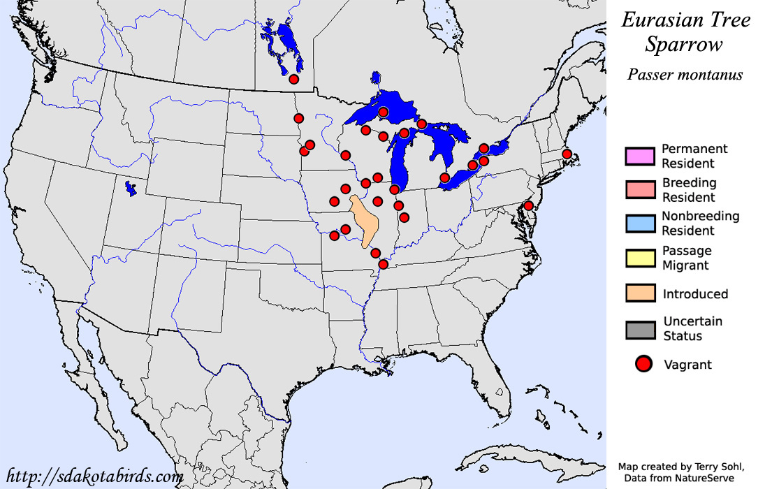 Eurasian Tree Sparrow - North American Range Map