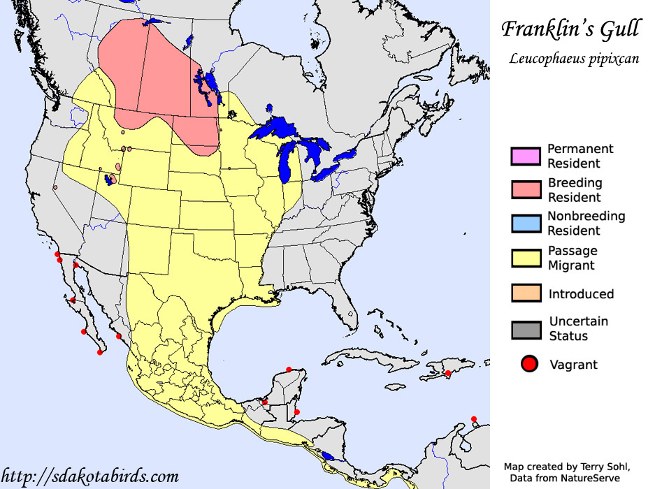 Franklin's Gull - Species Range Map