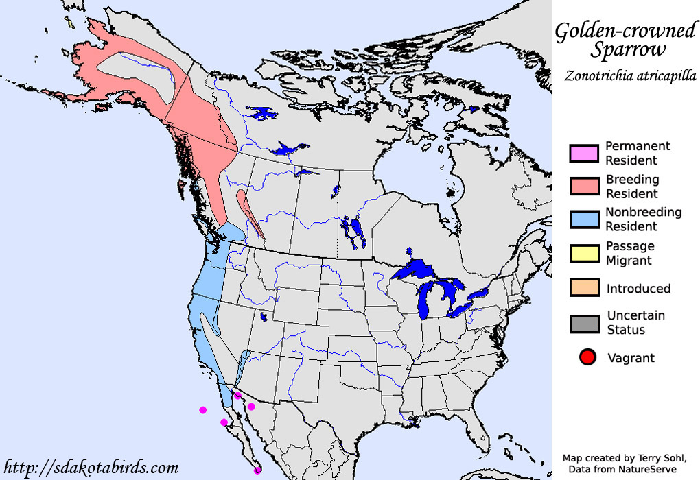 Golden-crowned Sparrow - Species Range Map