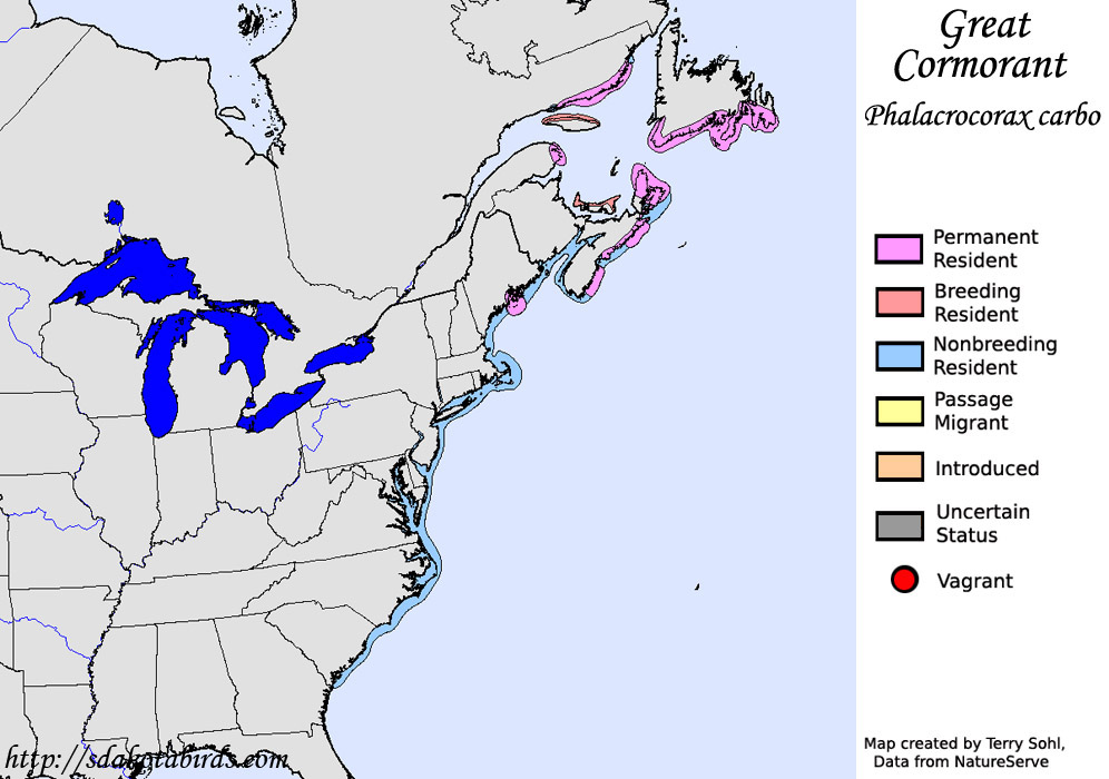 Great Cormorant - Species Range Map