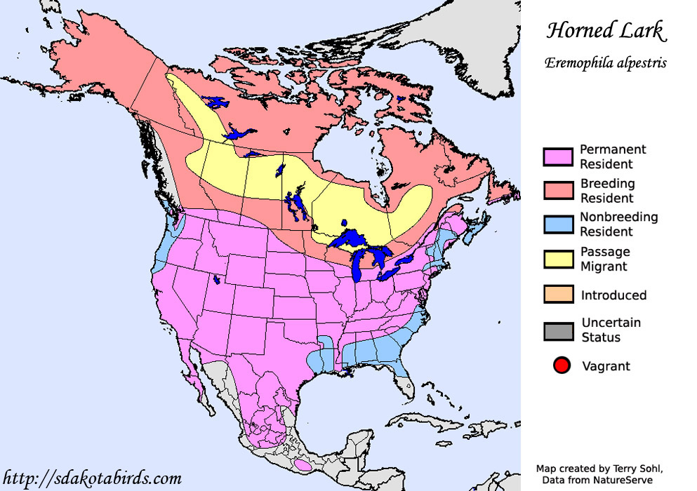 Horned Lark - Species Range Map