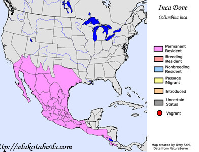 Inca Dove - South Dakota Birds and Birding