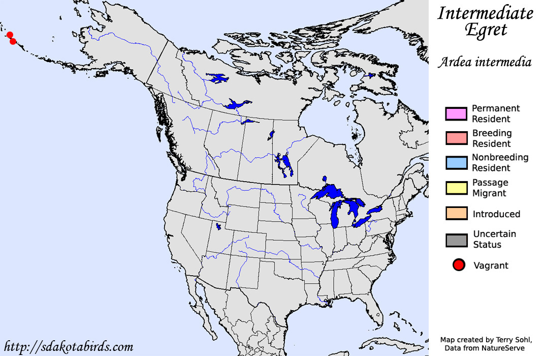 Intermediate Egret - Species Range Map