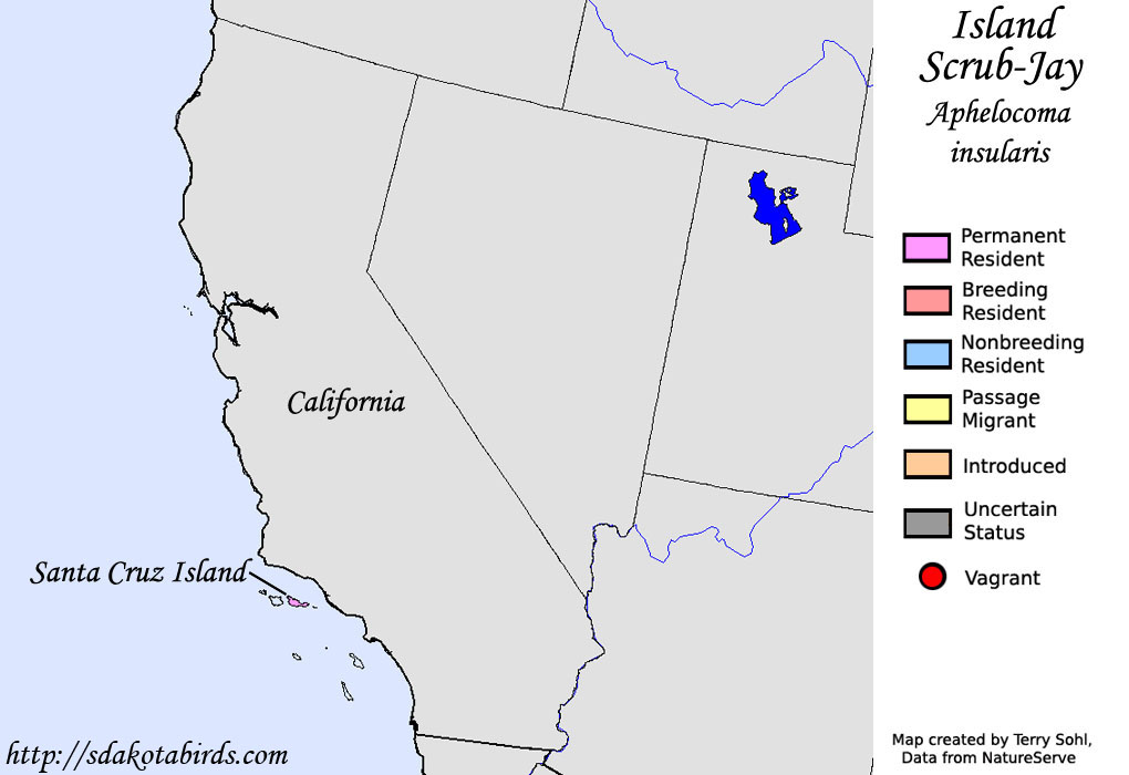 Island Scrub-Jay - Species Range Map