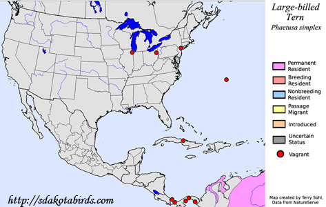 Large-billed Tern - Species Information and Photos