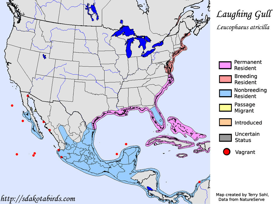 Laughing Gull - Species Range Map