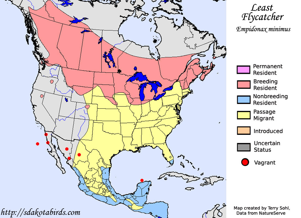 Least Flycatcher - Species Range Map