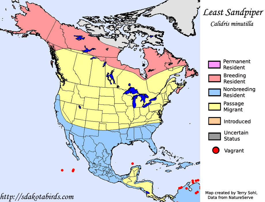 Least Sandpiper - Species Range Map