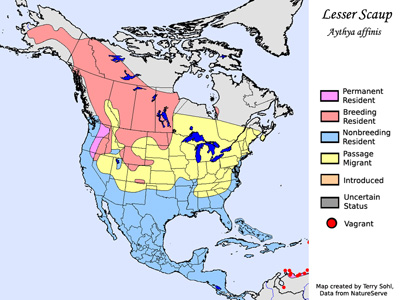 Lesser Scaup - Aythya affinis