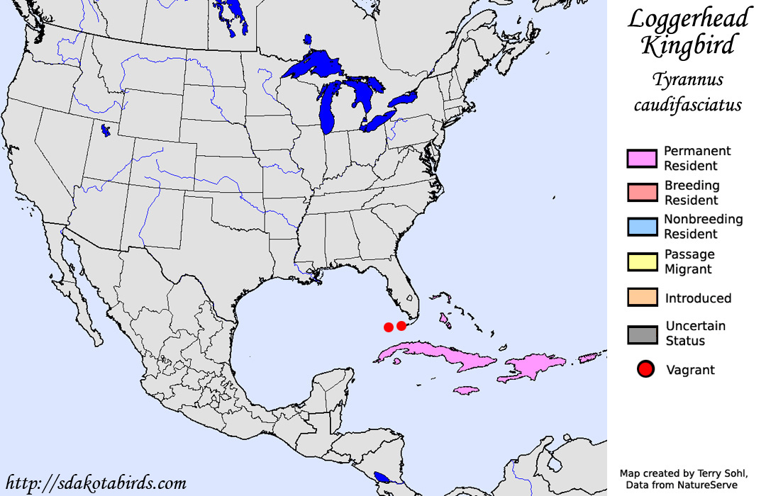 Loggerhead Kingbird - Species Range Map