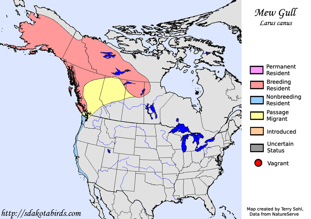 Mew Gull - Species Range Map