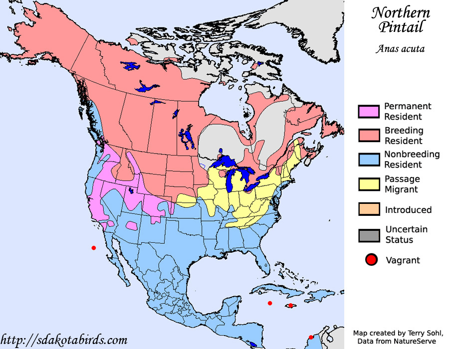 Northern Pintail - Species Range Map